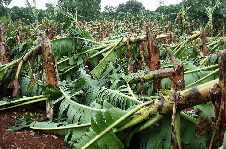 Developing biofilms with banana waste | WhatPackaging?
